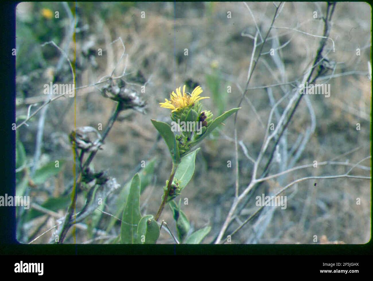 Pyrrocoma radiata flower in SW Idaho 2 Stock Photo - Alamy