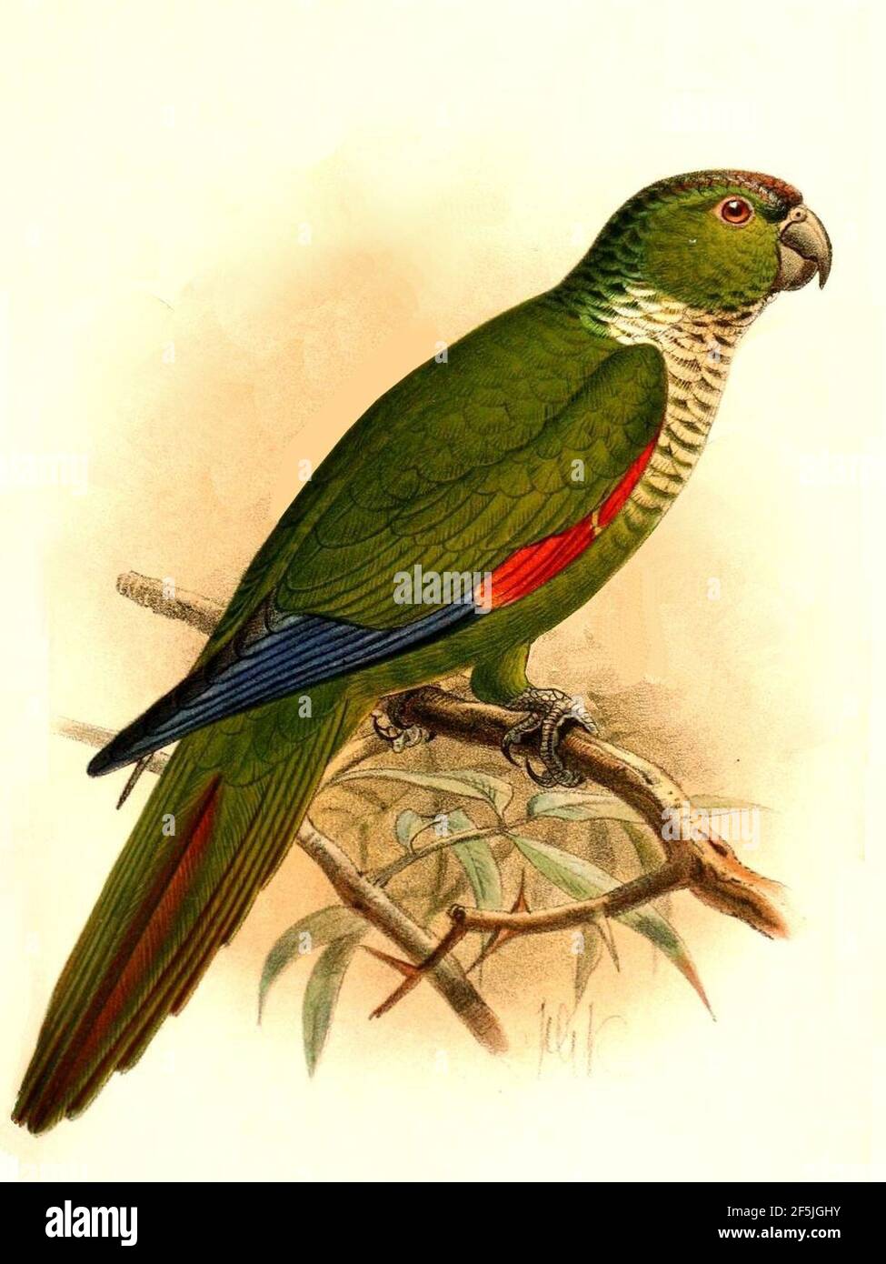 Pyrrhura melanura berlepschi Keulemans Stock Photo - Alamy