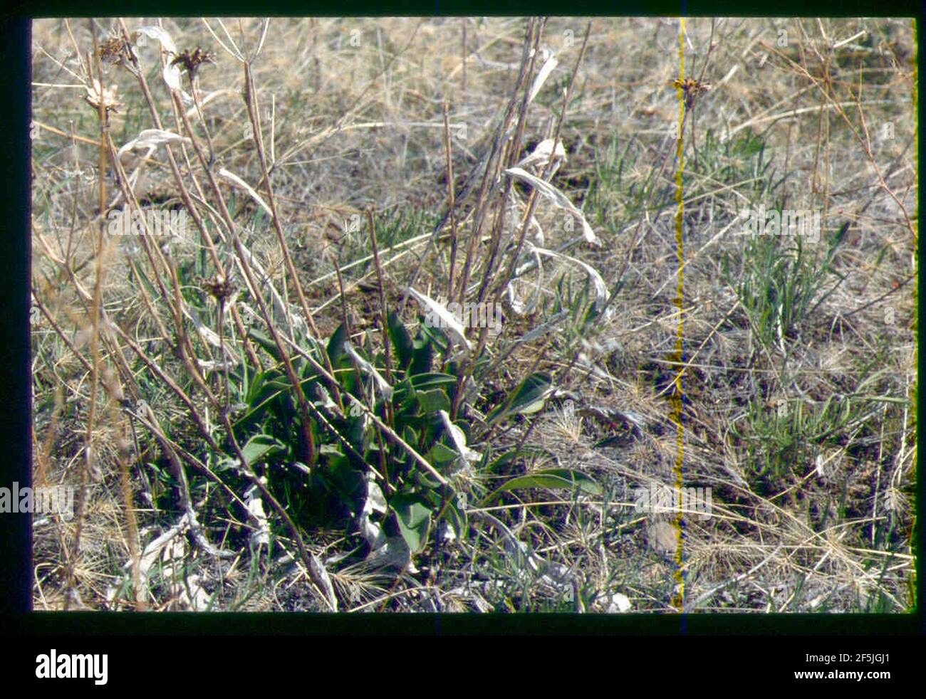 Pyrrocoma radiata basal leaves in SW Idaho 2 Stock Photo - Alamy