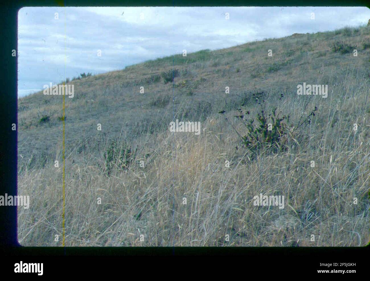 Pyrrocoma hi-res stock photography and images - Alamy