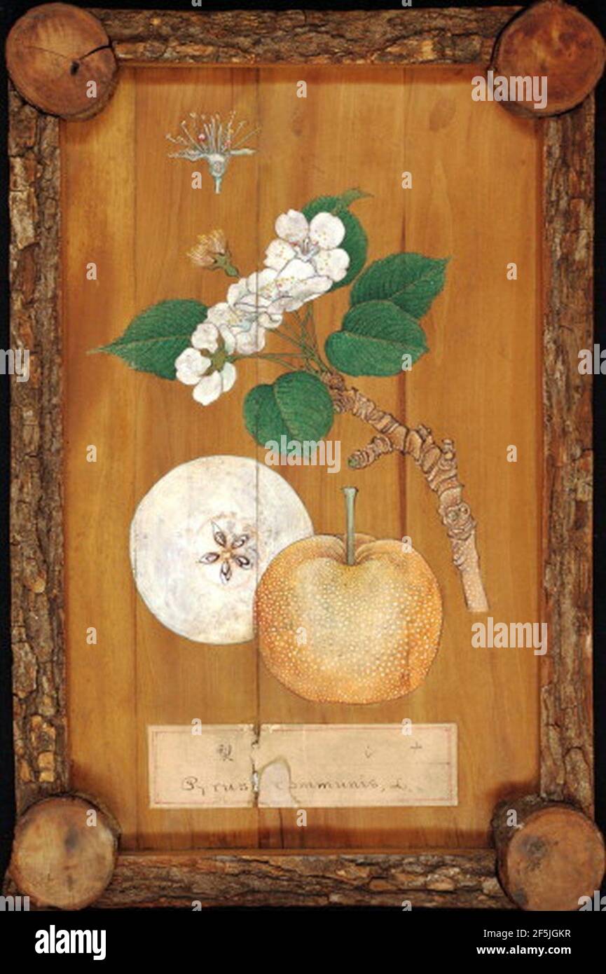 Pyrus Japanese wood coll Kew Stock Photo - Alamy