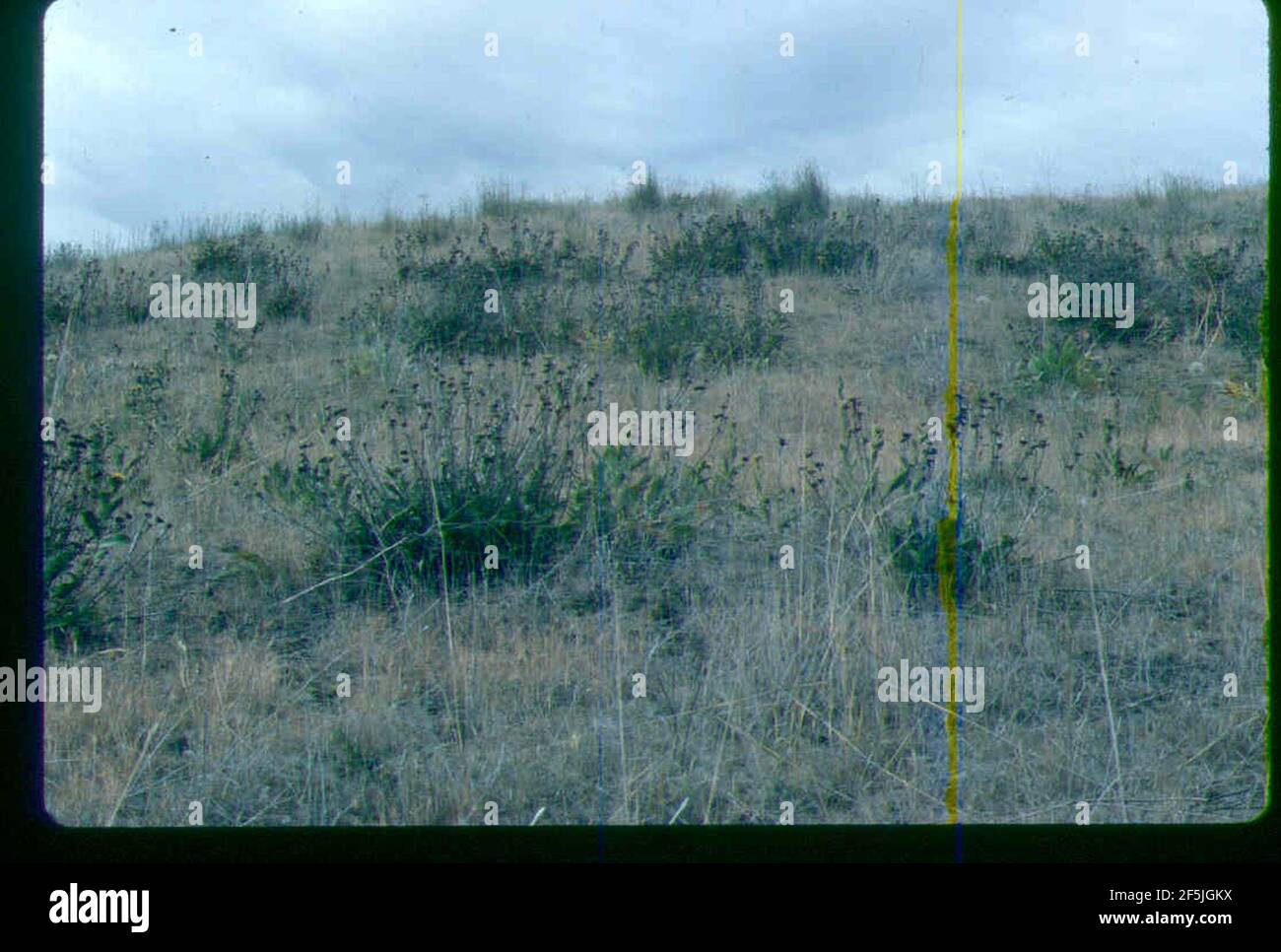 Pyrrocoma radiata habitat in SW Idaho 2 Stock Photo - Alamy