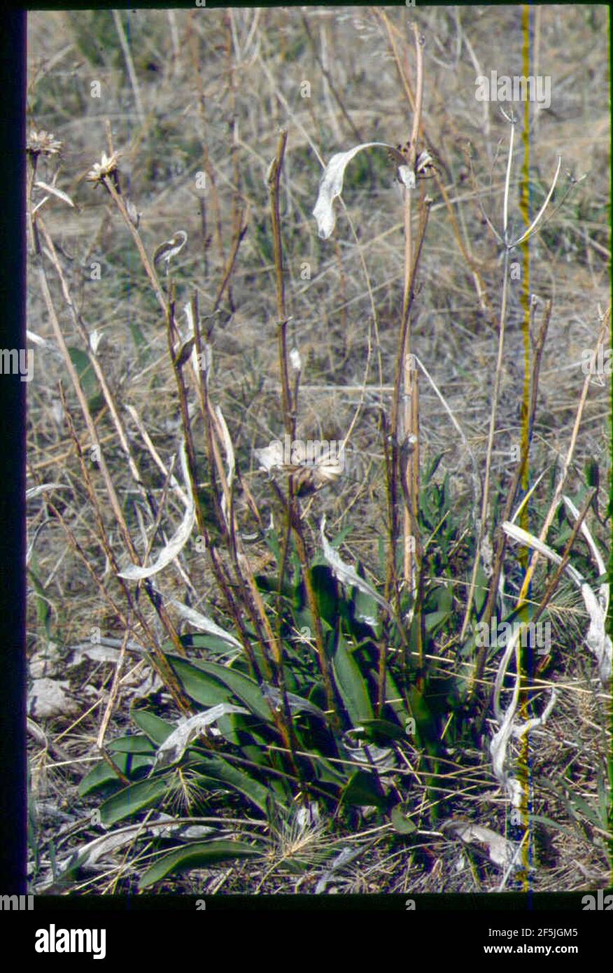Pyrrocoma radiata new growth in SW Idaho Stock Photo - Alamy