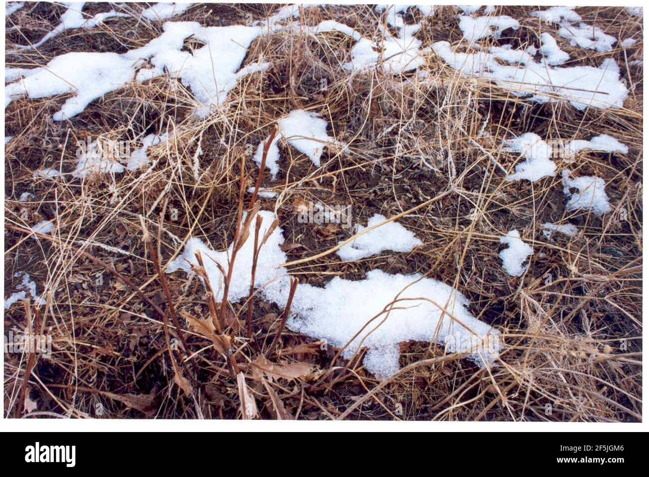 Pyrrocoma radiata plant in December in SW Idaho Stock Photo - Alamy