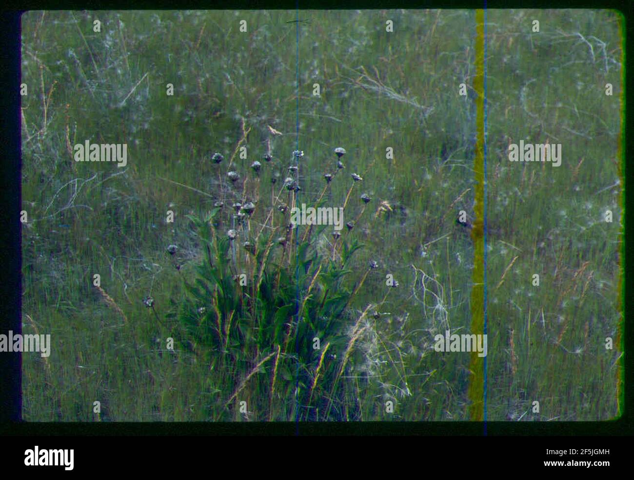 Pyrrocoma radiata plant in SW Idaho 2 Stock Photo - Alamy