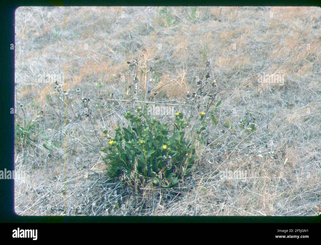 Pyrrocoma radiata plant in SW Idaho Stock Photo - Alamy
