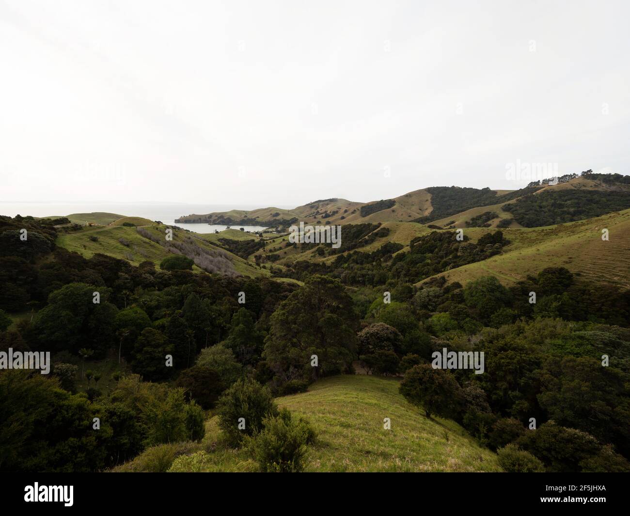 Panorama view of green grass rolling hills of Coromandel Peninsula ...