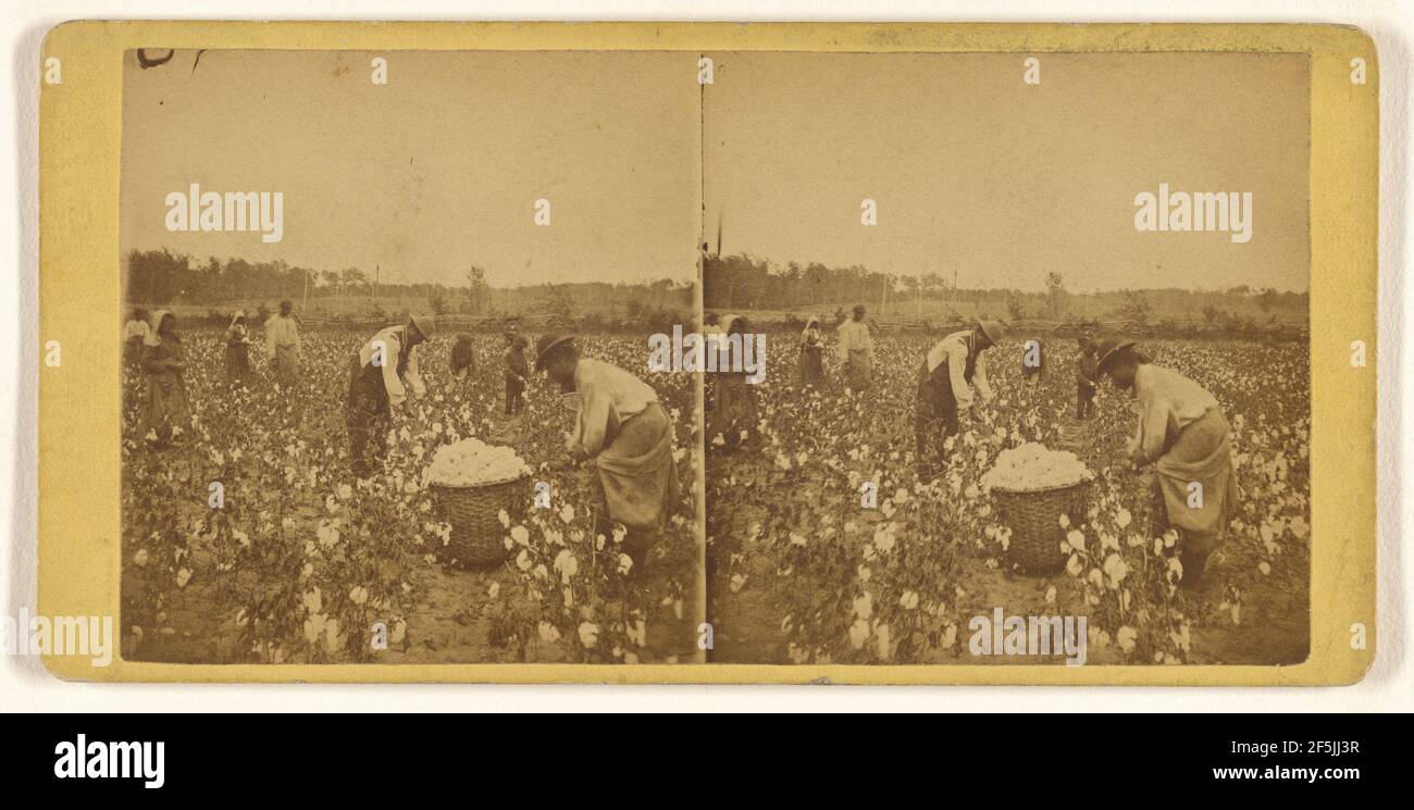 North Carolina. Picking Cotton. October.. Rufus Morgan (American ...