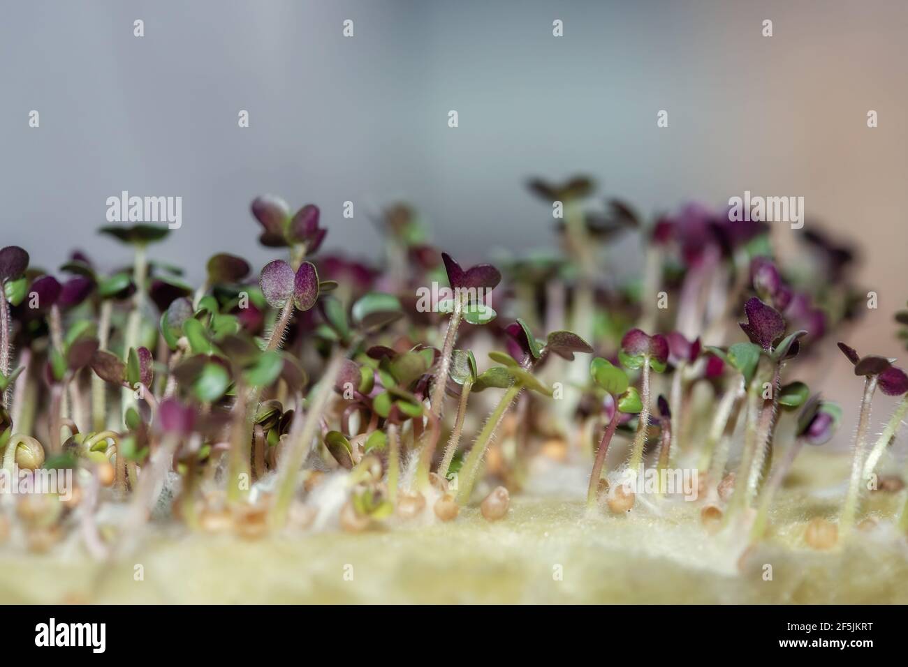 Seeds germinating windowsill hi-res stock photography and images - Alamy