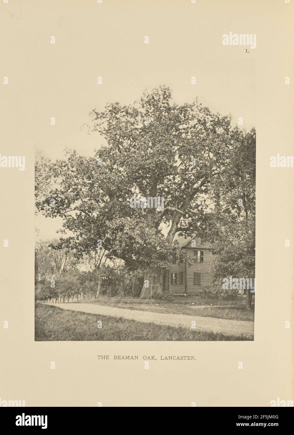 The Beaman Oak, Lancaster. Henry Brooks (American, born 1857 Stock ...