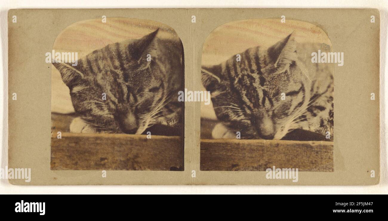 A Member of a Maiden Lady's Family.. Unknown Stock Photo - Alamy