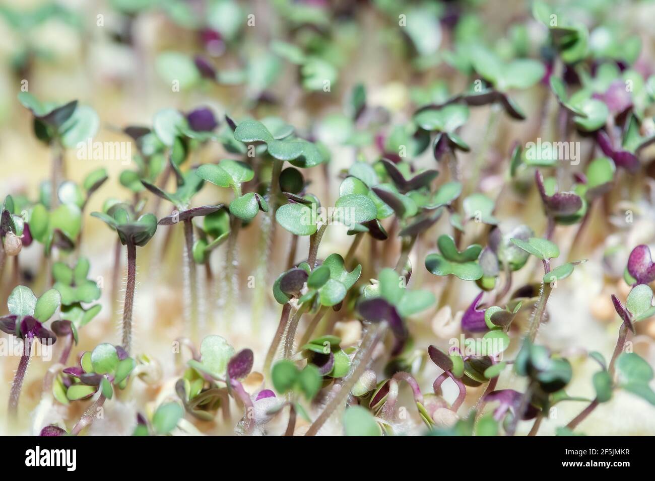 Sprouts of microgreens of white mustard, friendly shoots on a special ...