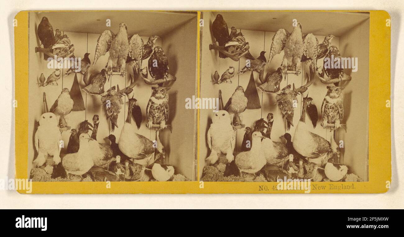 Birds of New England.. Benjamin West Kilburn (American, 1827 - 1909 ...