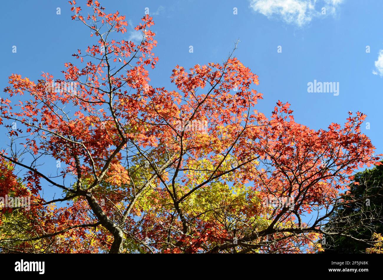 Leaves in the autumn sunshine Stock Photo - Alamy