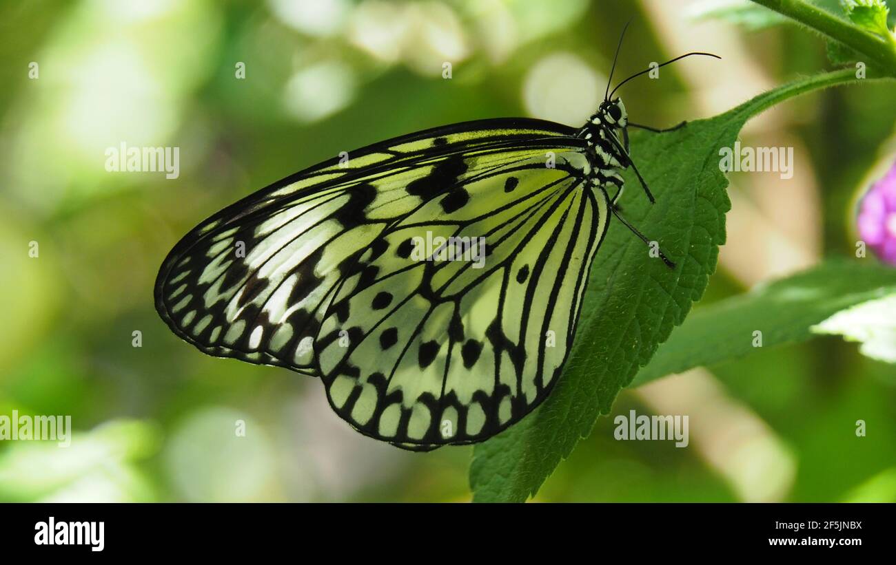Large tree nymph butterfly over green leaf Stock Photo - Alamy