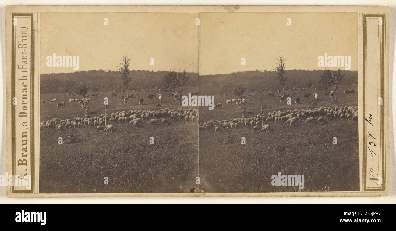 Pastoral scene with flock of sheep. Adolphe Braun (French, 1812 - 1877 ...