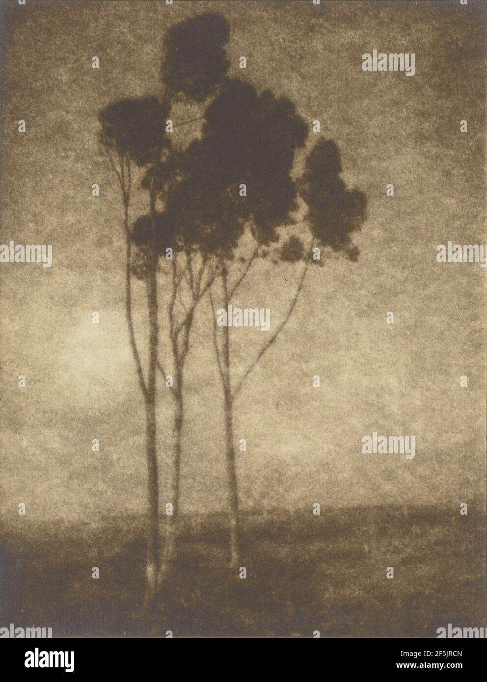 Stand of Trees. Leopold Hugo (American, born Poland, 1866 - 1933 Stock ...