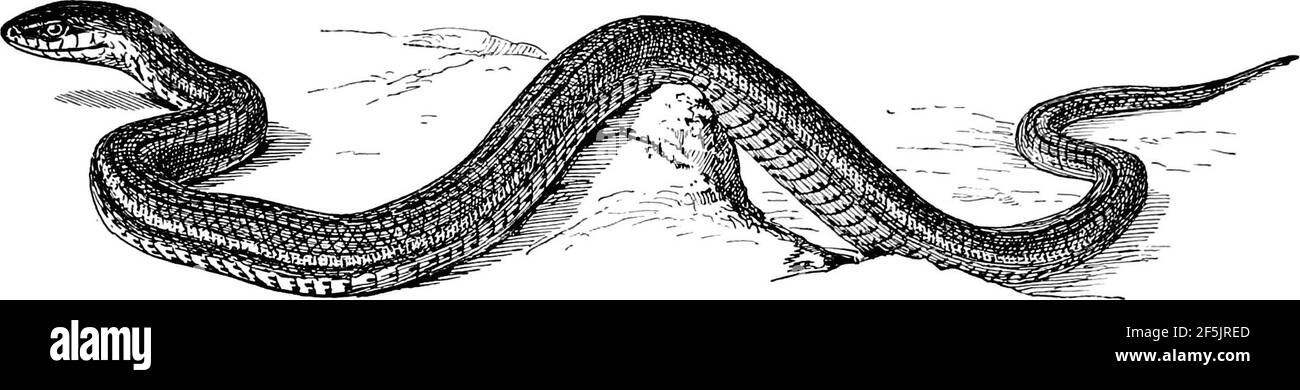 Queen Snake-TSF 0031 Stock Photo - Alamy