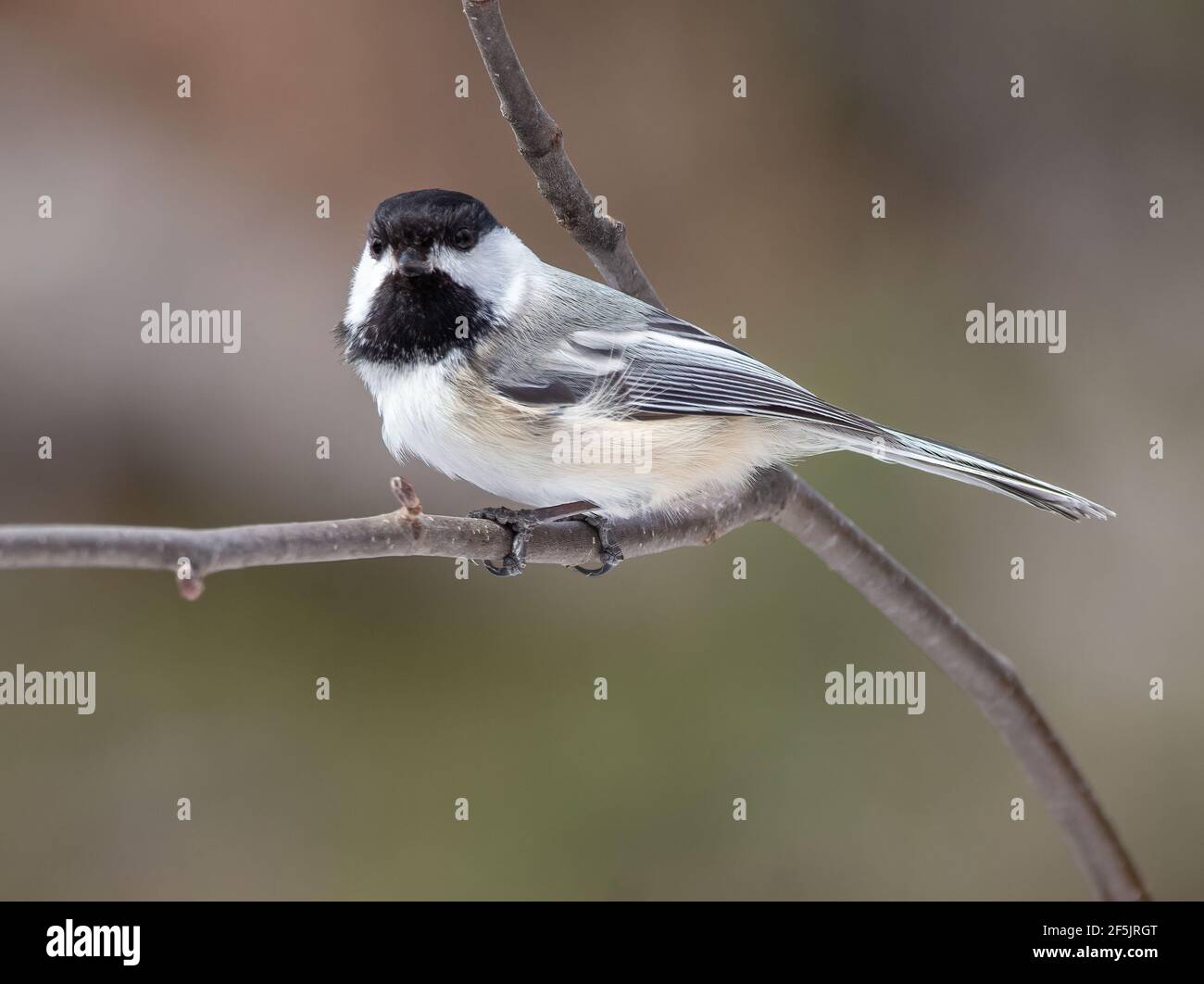 Soft background wildlife hi-res stock photography and images - Alamy