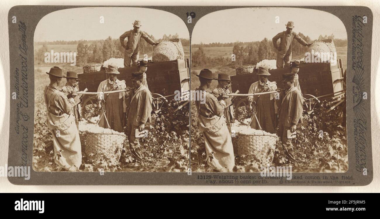 Weighing basket of freshly picked cotton in the field. Pay, about 1/2 ...