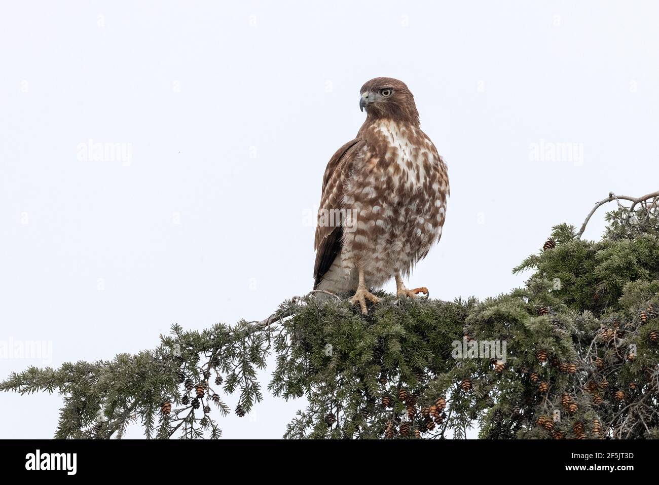 Red tailed hawk at Richmond British Columbia, Canada, north american ...
