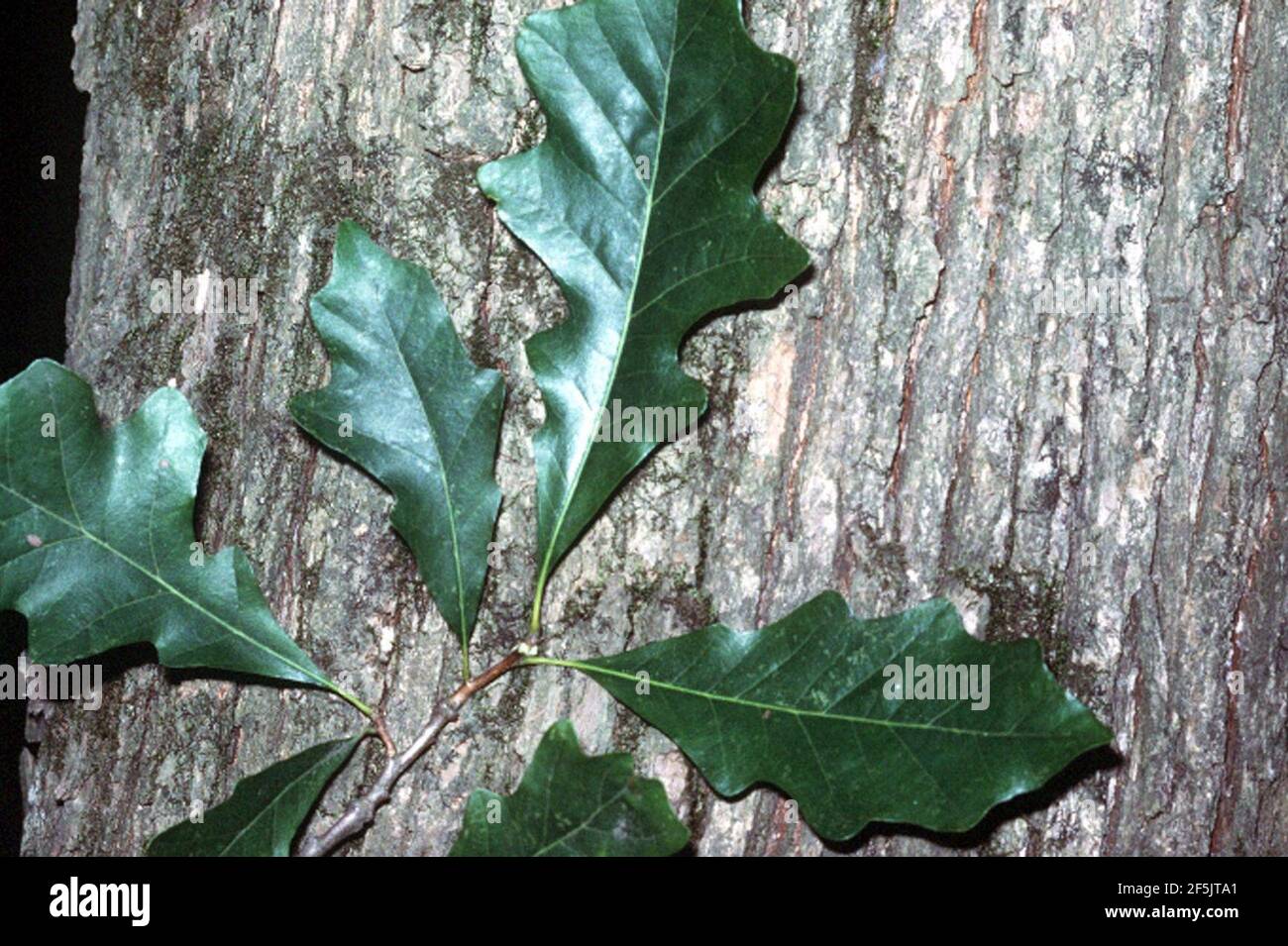Quercus bicolor (USDA Stock Photo - Alamy