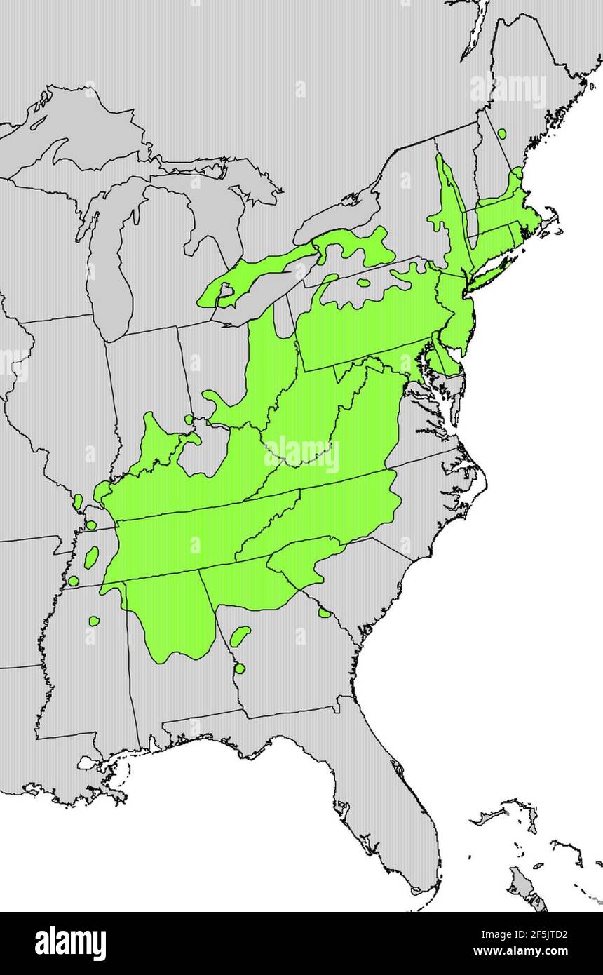 Quercus prinus range map Stock Photo - Alamy