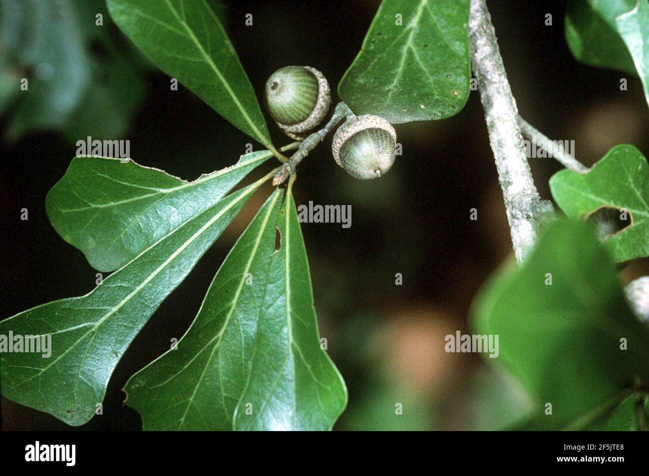 Quercus nigra hi-res stock photography and images - Alamy
