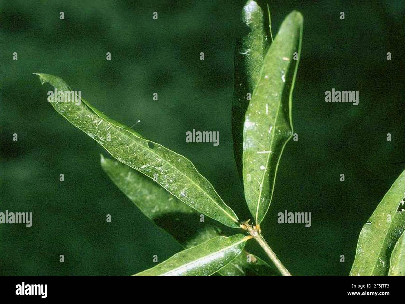 Phellos hi-res stock photography and images - Alamy