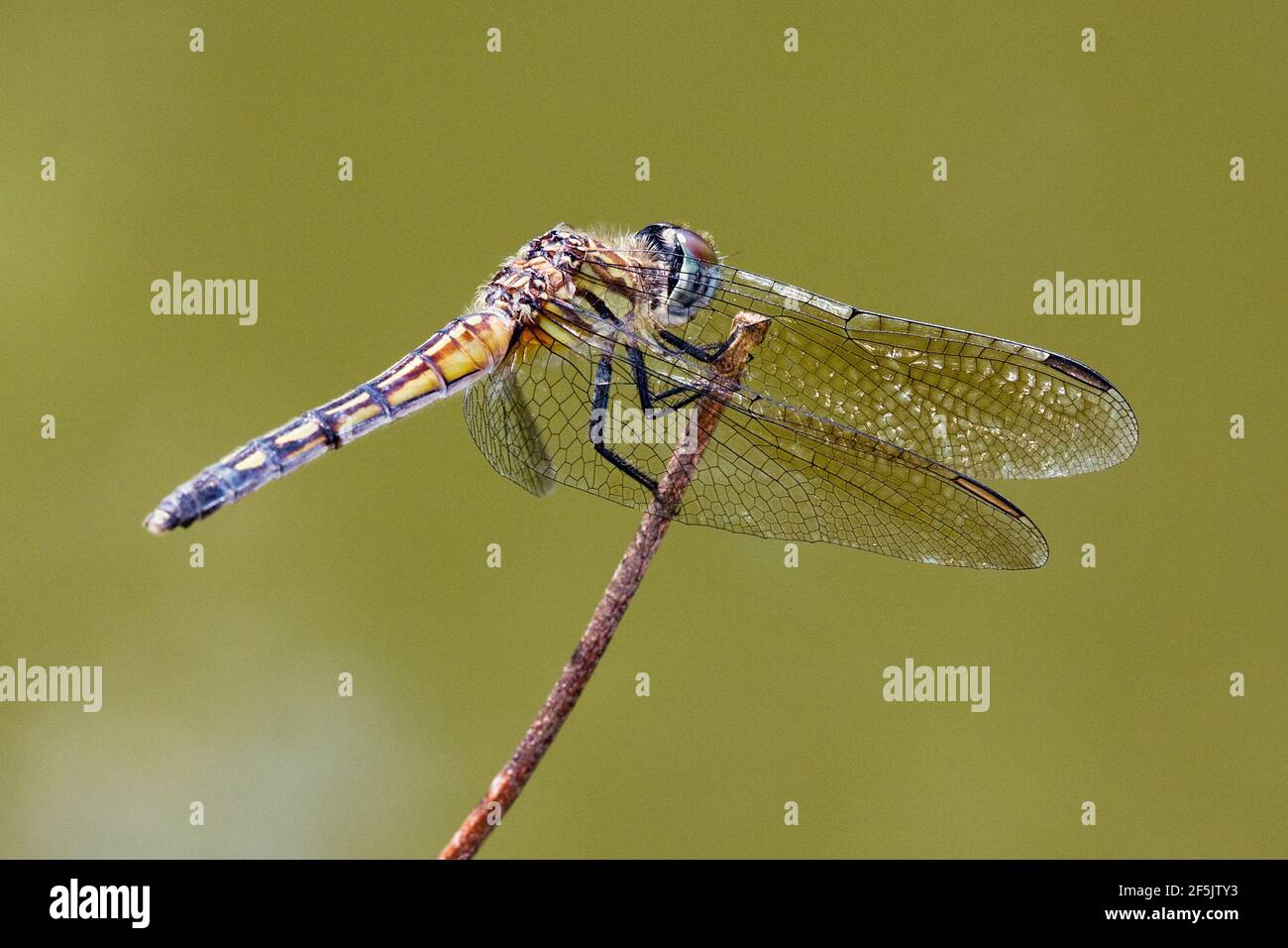 Iowa dragonfly hi-res stock photography and images - Alamy