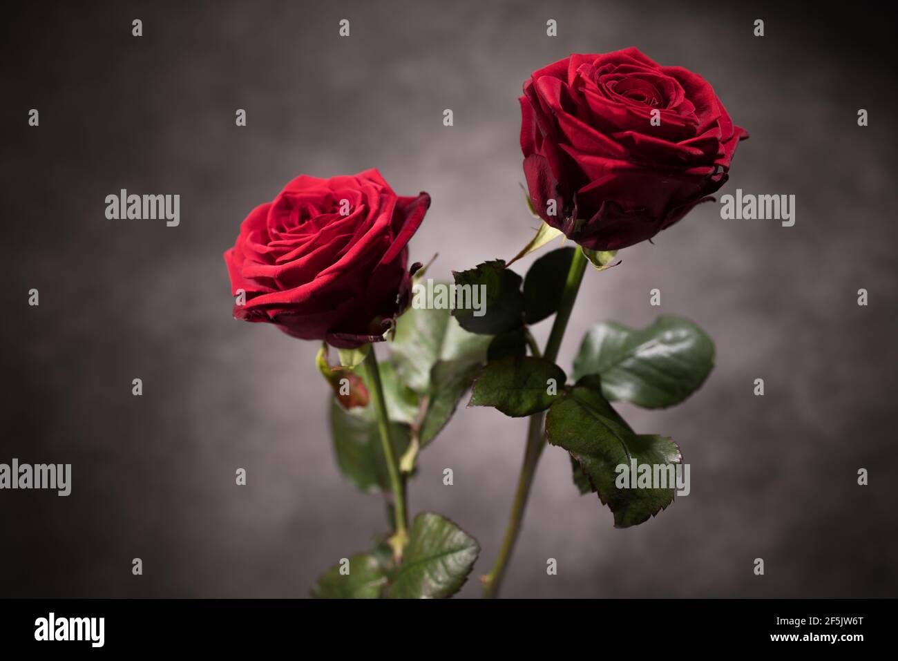 Beautiful background - Red Roses in close-up view Stock Photo - Alamy