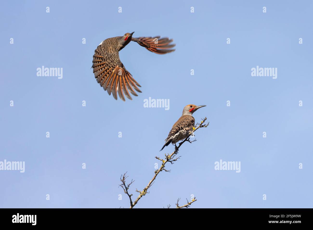 northern flicker at Delta British Columbia, Canada, north american ...