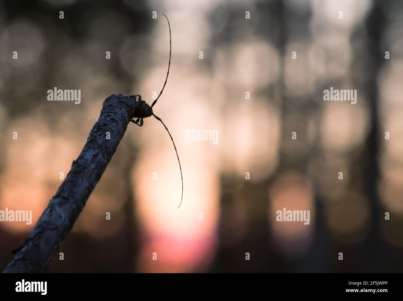 Beetle in color hi-res stock photography and images - Alamy