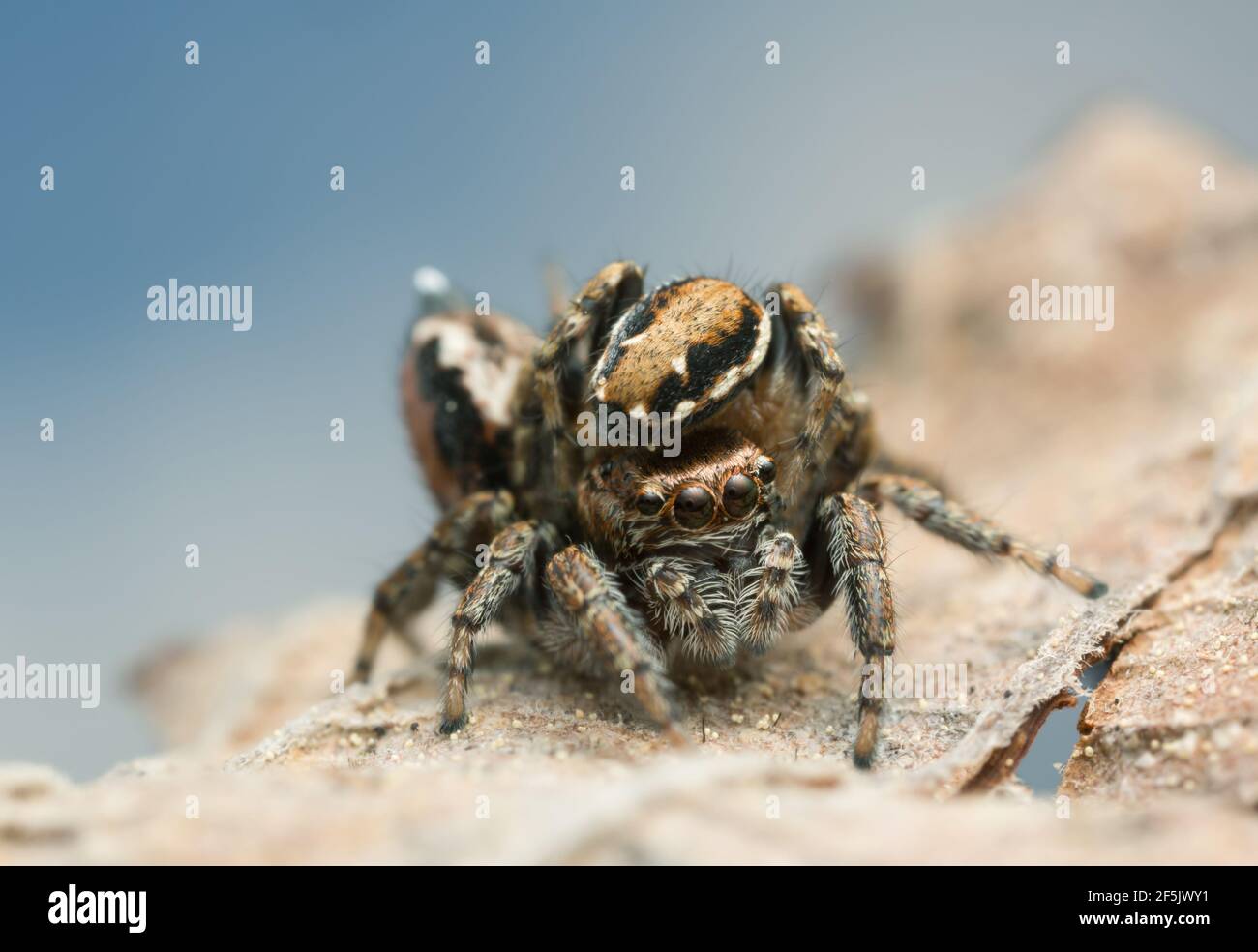 Mating jumping spiders, Evarcha falcata, macro photo Stock Photo - Alamy