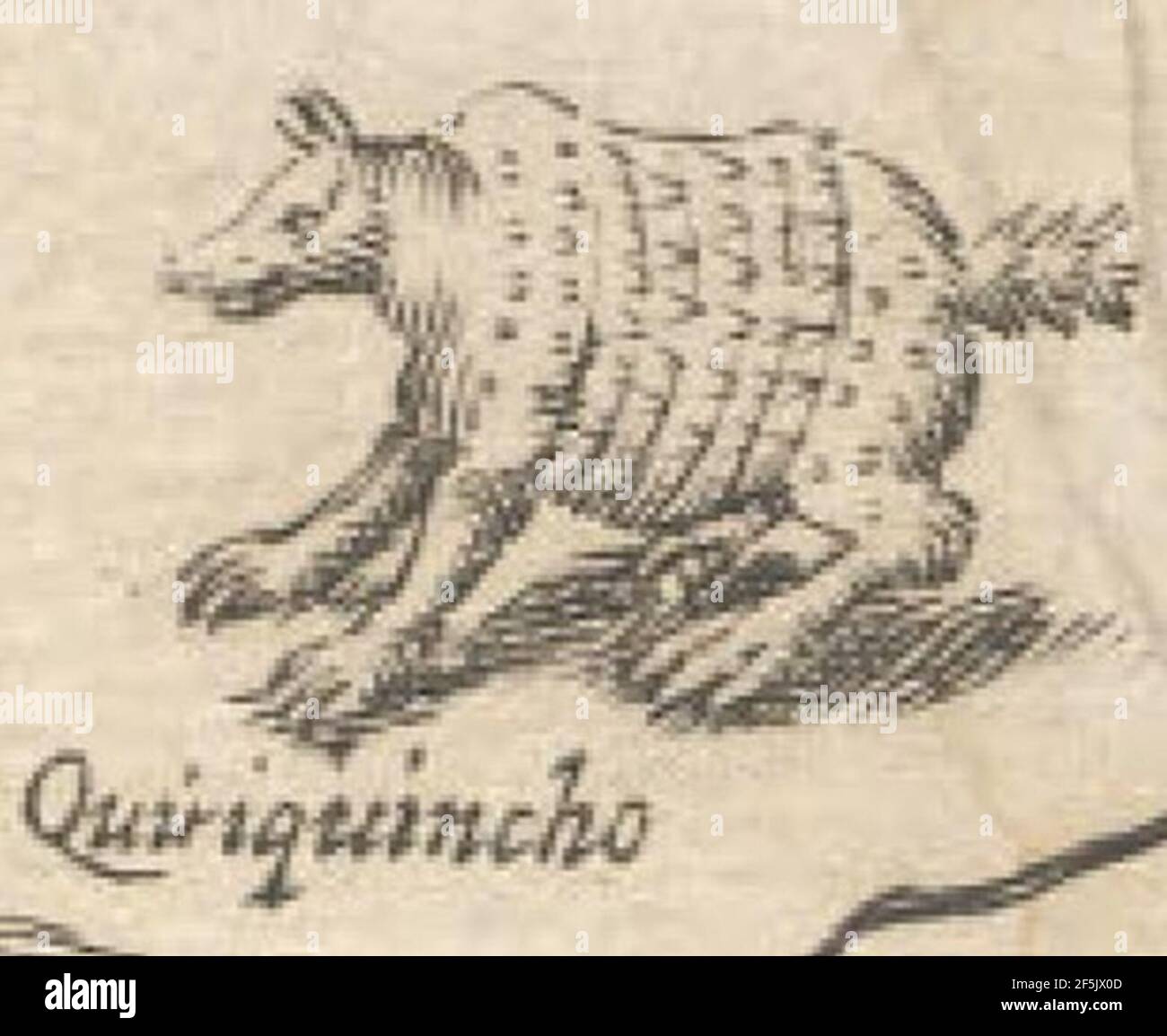 Quirquincho hi-res stock photography and images - Alamy