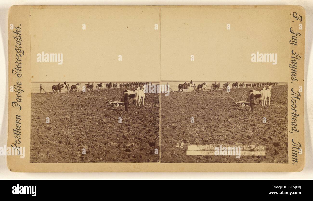 Plowing, Dalrymple Farm.. Frank Jay Haynes (American, 1853 - 1921 Stock ...