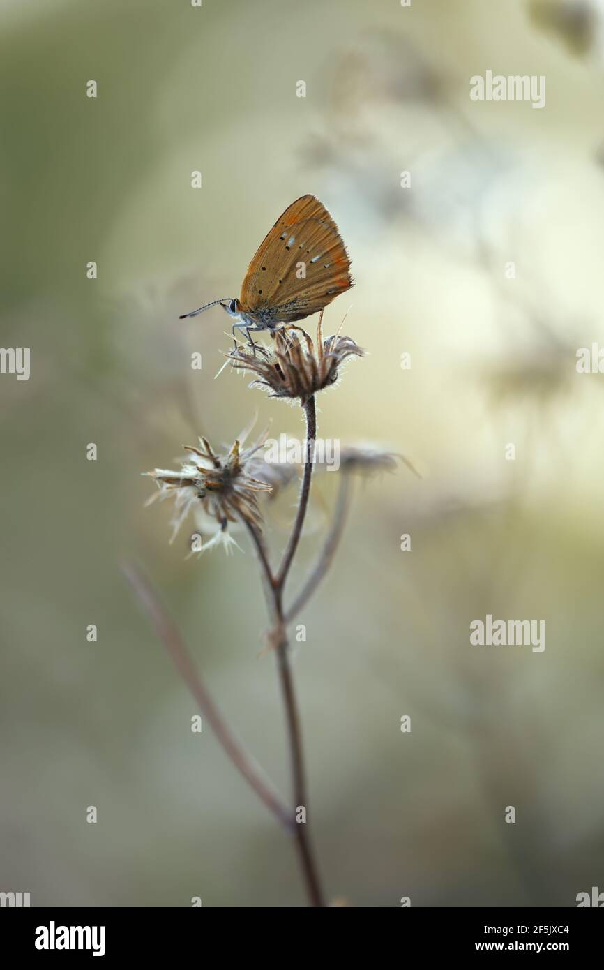Scarce copper, Lycaena virgaureae resting on owerblown plant Stock ...