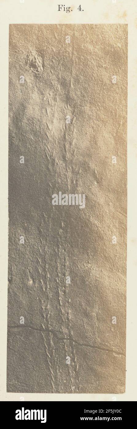 Plate 41. Figure 4. Unknown Stock Photo - Alamy