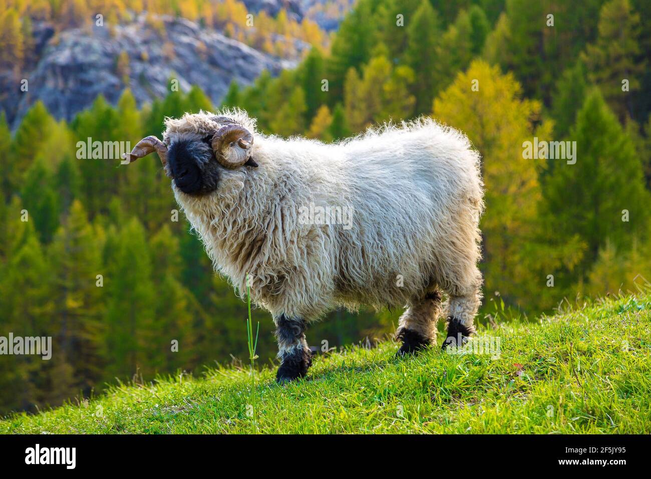 Swiss Alps and Valais blacknose sheep nest to Zermatt in Switzerland ...