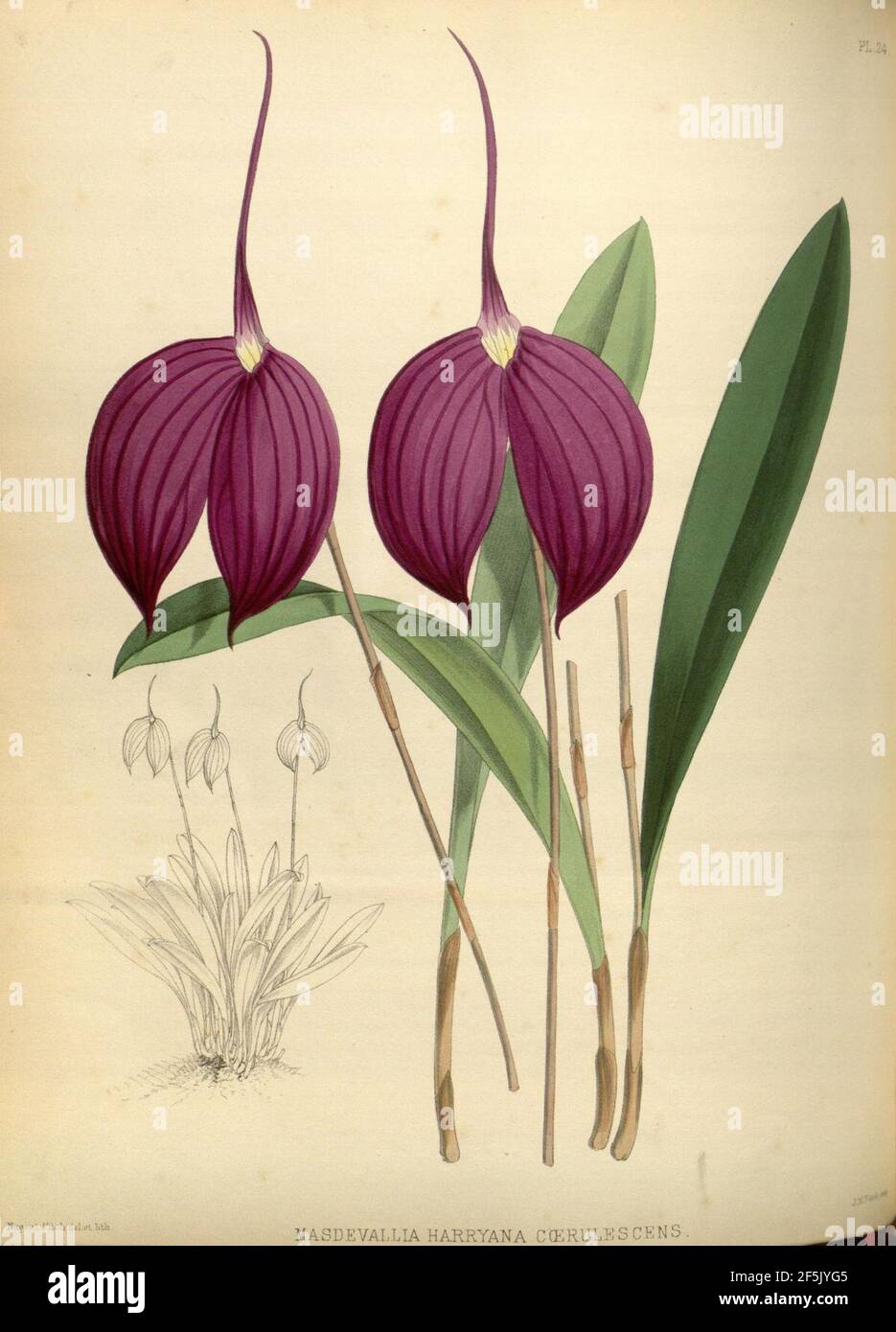 R. Warner & B.S. Williams - The Orchid Album - volume 01 - plate 024 ...
