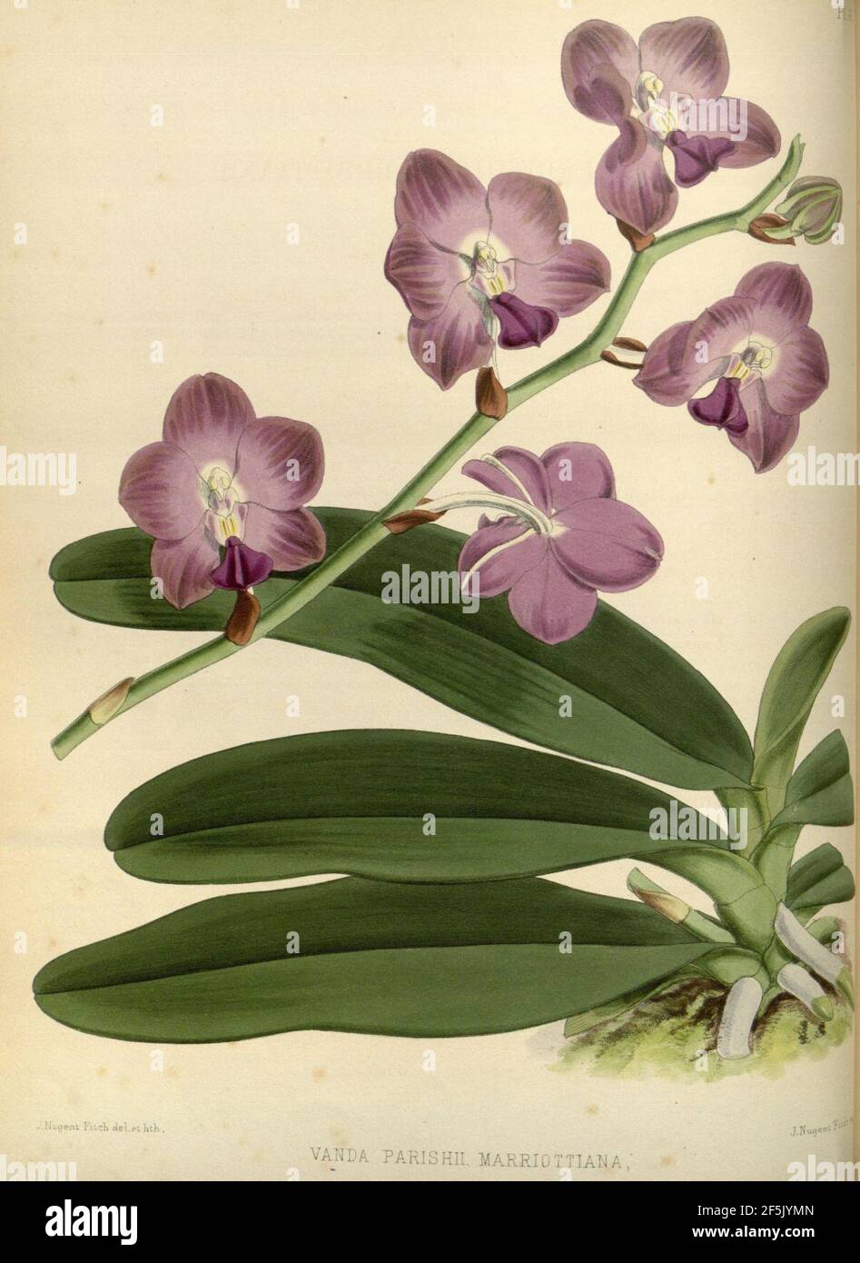 R. Warner & B.S. Williams - The Orchid Album - volume 02 - plate 061 (1883 Stock Photo - Alamy
