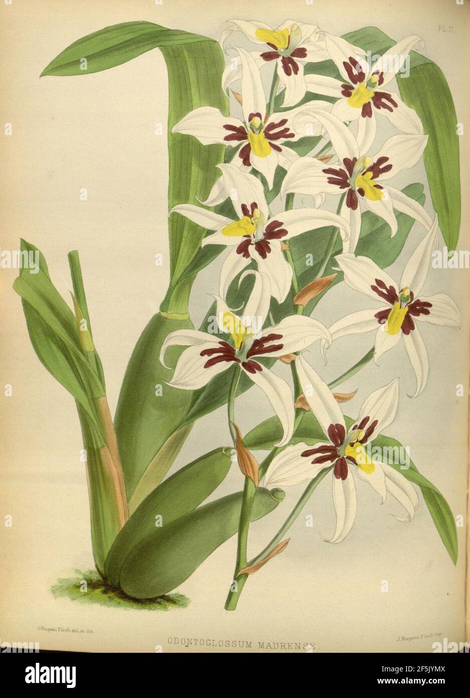 R. Warner & B.S. Williams - The Orchid Album - volume 02 - plate 071 ...