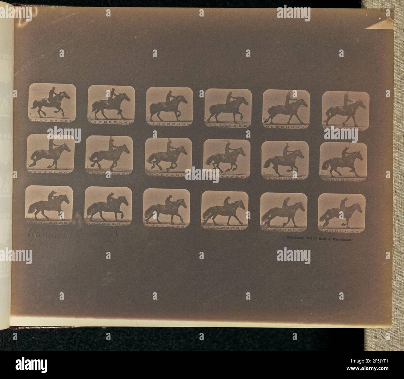 Running (Galloping). Eadweard J. Muybridge (American, born England ...