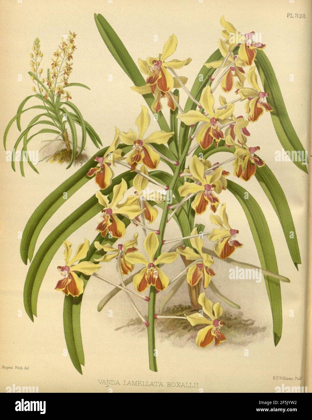 R. Warner & B.S. Williams - The Orchid Album - volume 08 - plate 338 ...
