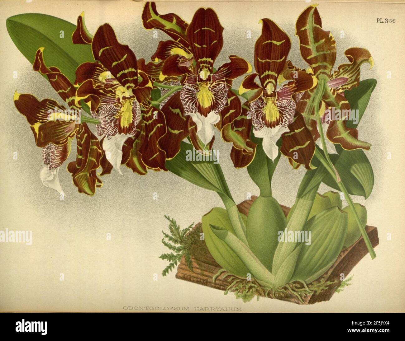 R. Warner & B.S. Williams - The Orchid Album - volume 08 - plate 366 ...