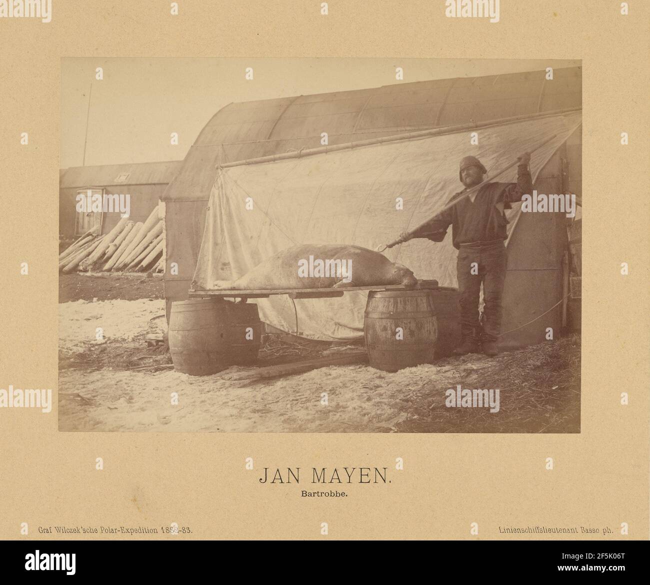 Jan Mayen, Bartrobbe. (Linienschiffs-Lieutenant) Richard Basso (German ...