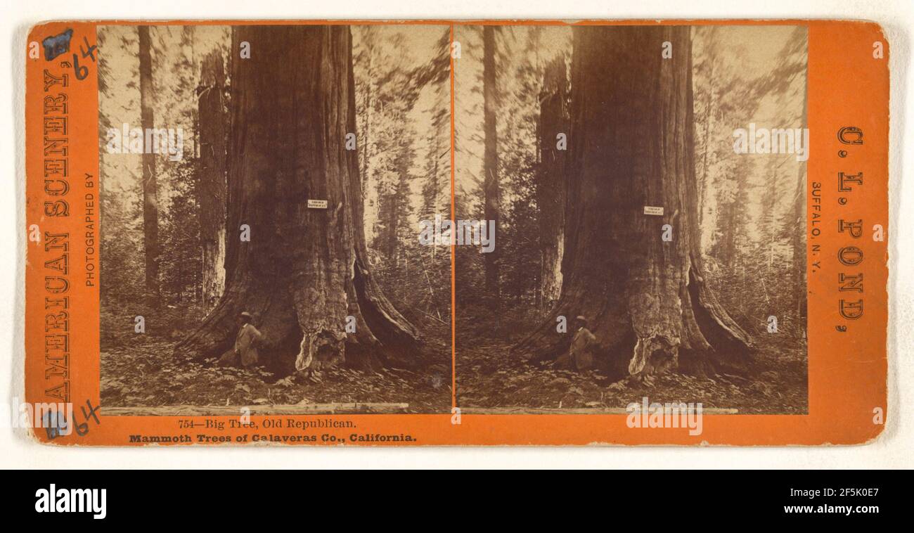 Big Tree, Old Republican. Mammoth Trees of Calaveras Co., California ...