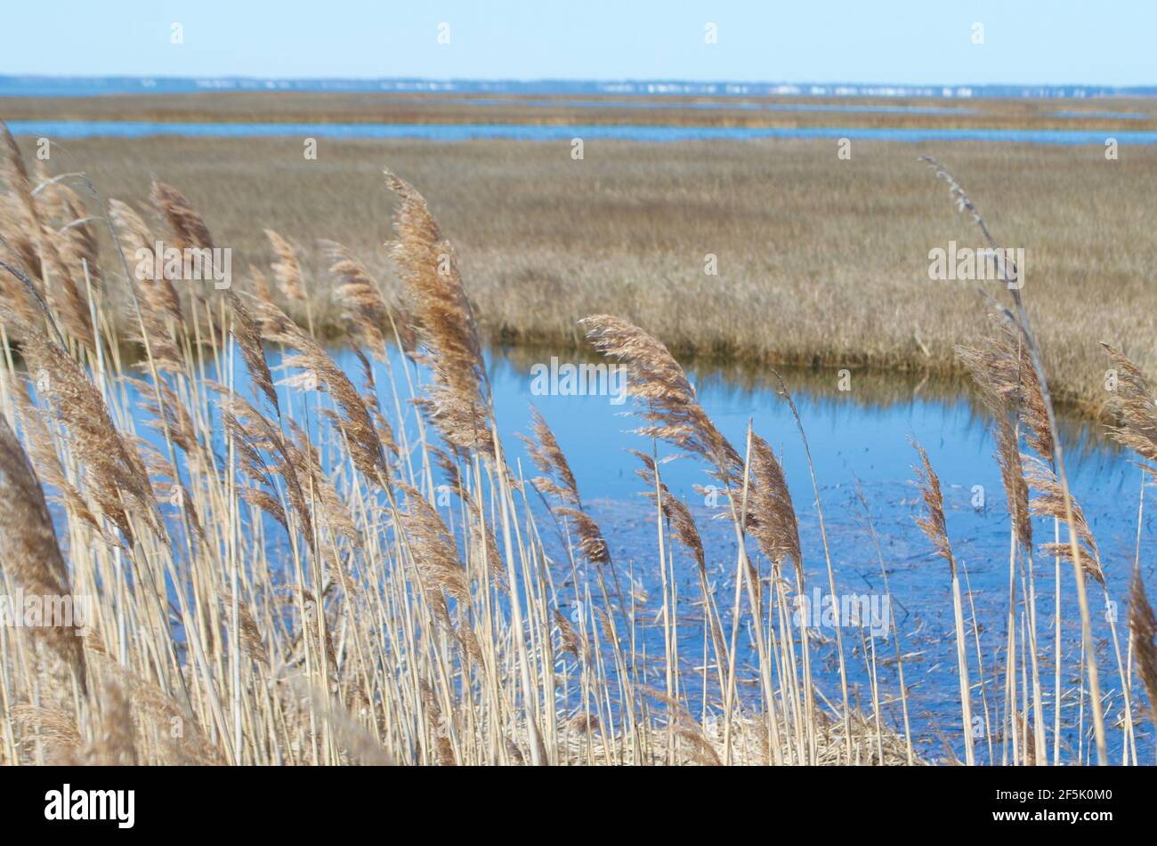 Blue marsh state park hi-res stock photography and images - Alamy