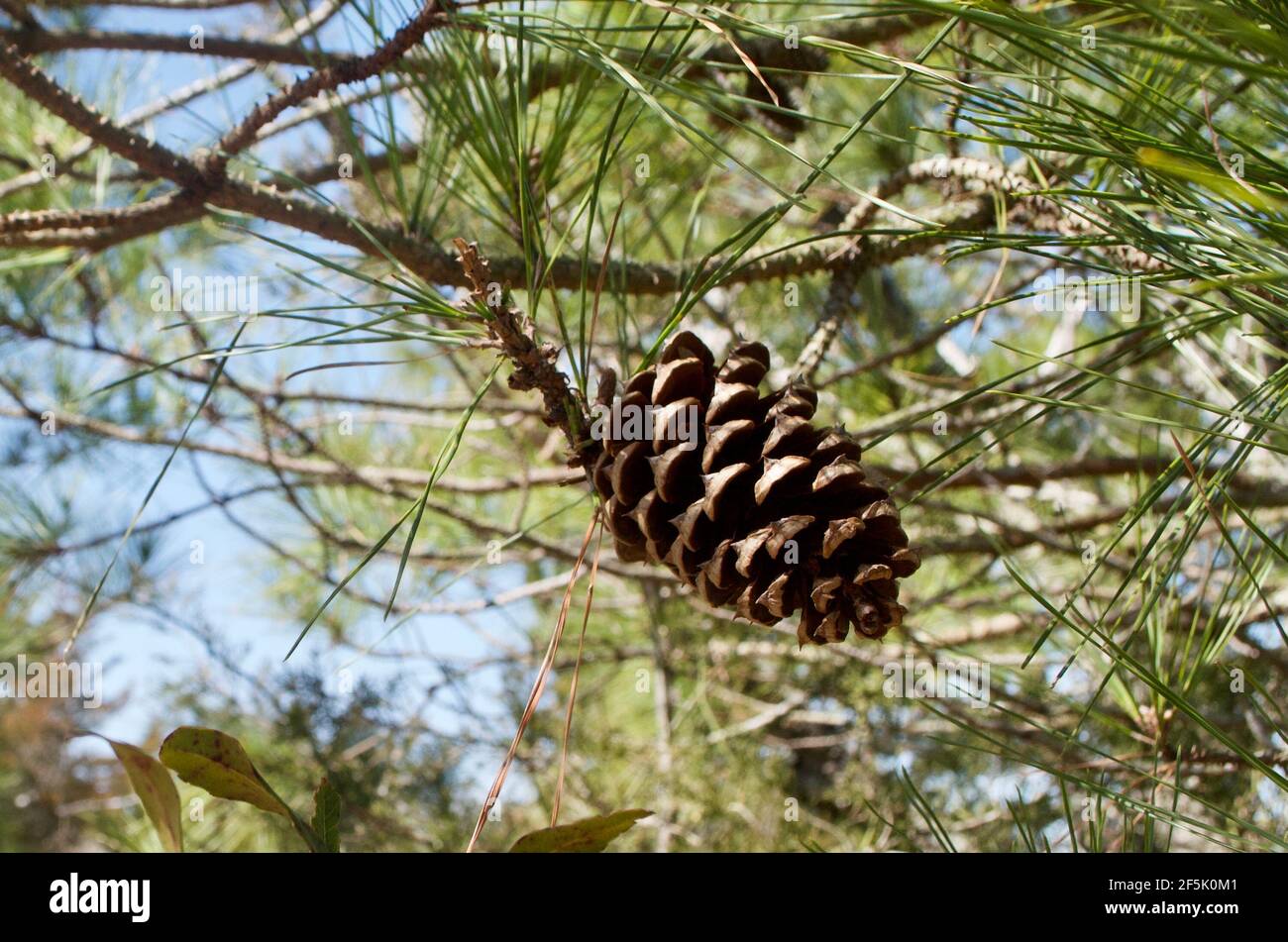 Marsh pine hi-res stock photography and images - Alamy