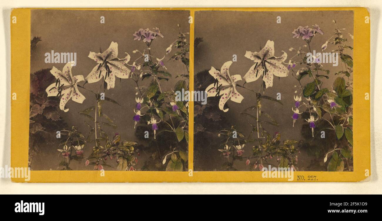 Group of flowers. Benjamin West Kilburn (American, 1827 - 1909 Stock ...